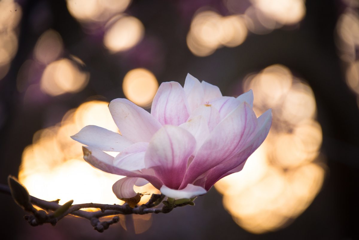 Signification des fleurs : le guide à suivre