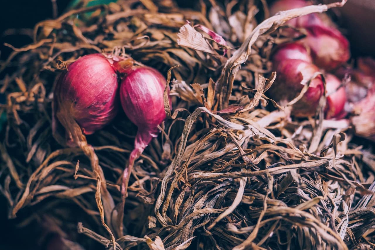 Quand récolter les oignons rouges